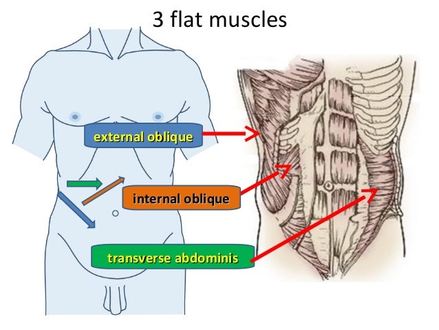 The Abdominal Wall - Muscles of the Trunk