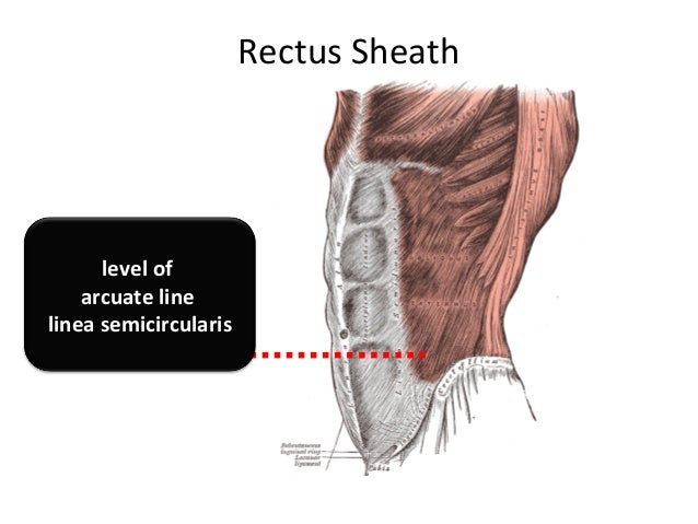 The Abdominal Wall - Muscles of the Trunk