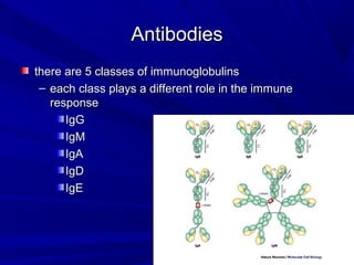 The adaptive-immune-response albayati | PPT