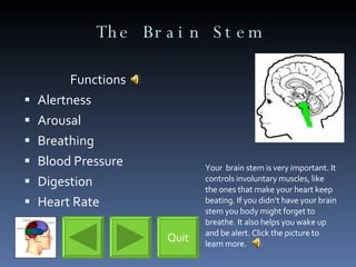 The Amazing Brain | PPT