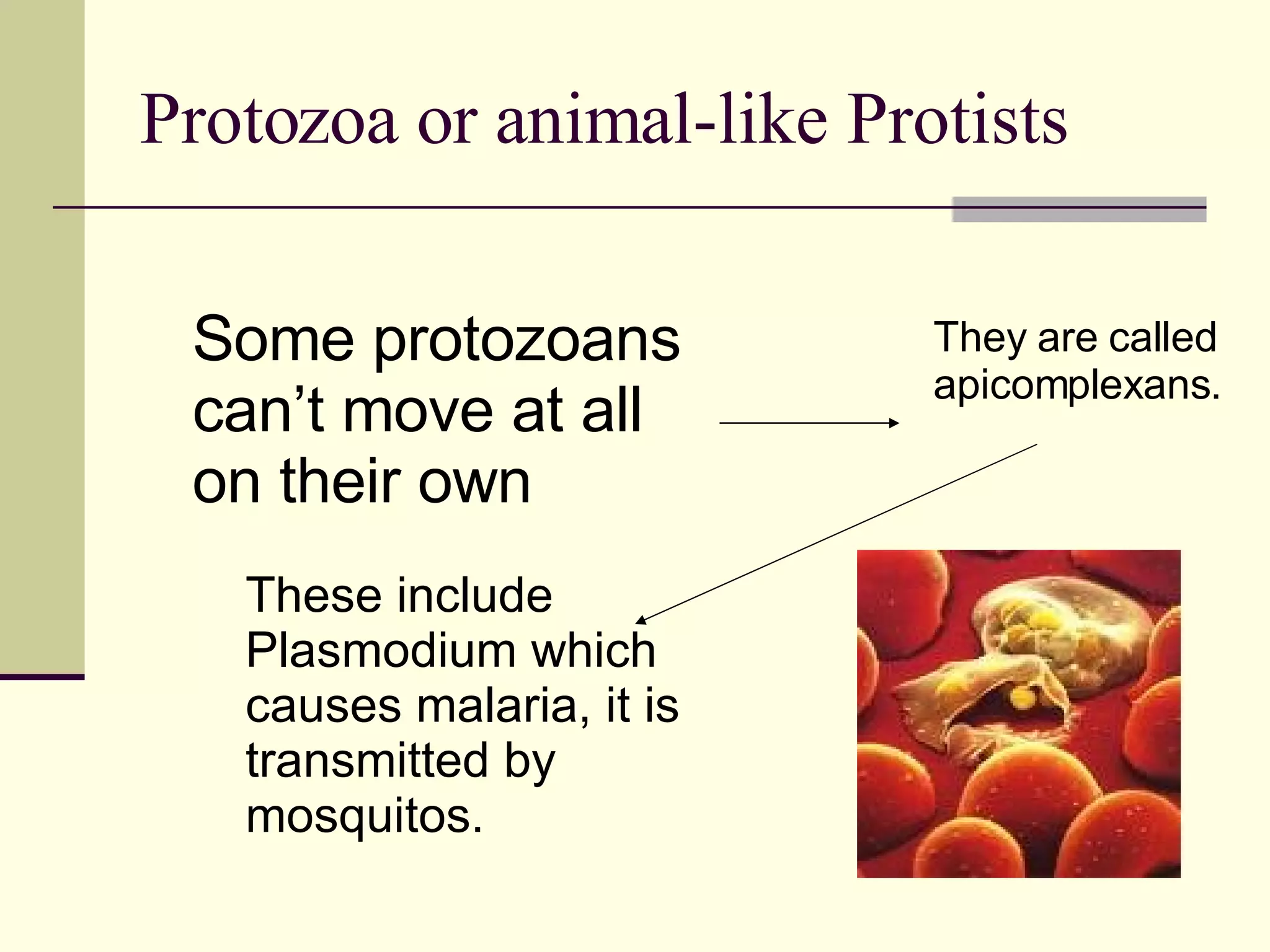 The Amazing World Of Fungus And Protists | PPT
