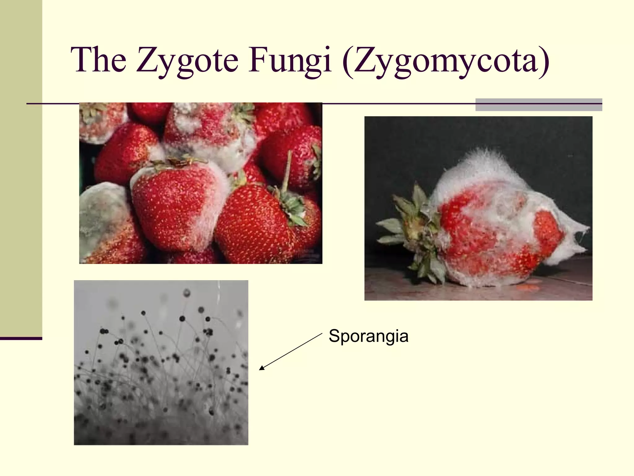 The Amazing World Of Fungus And Protists | PPT