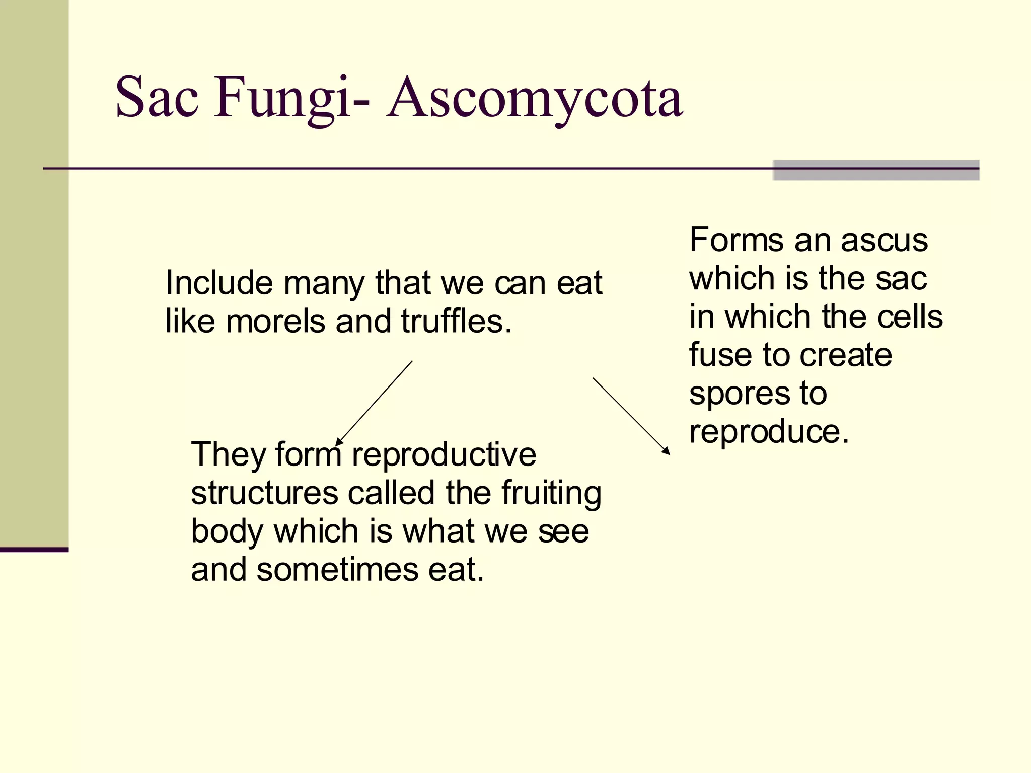 The Amazing World Of Fungus And Protists | PPT