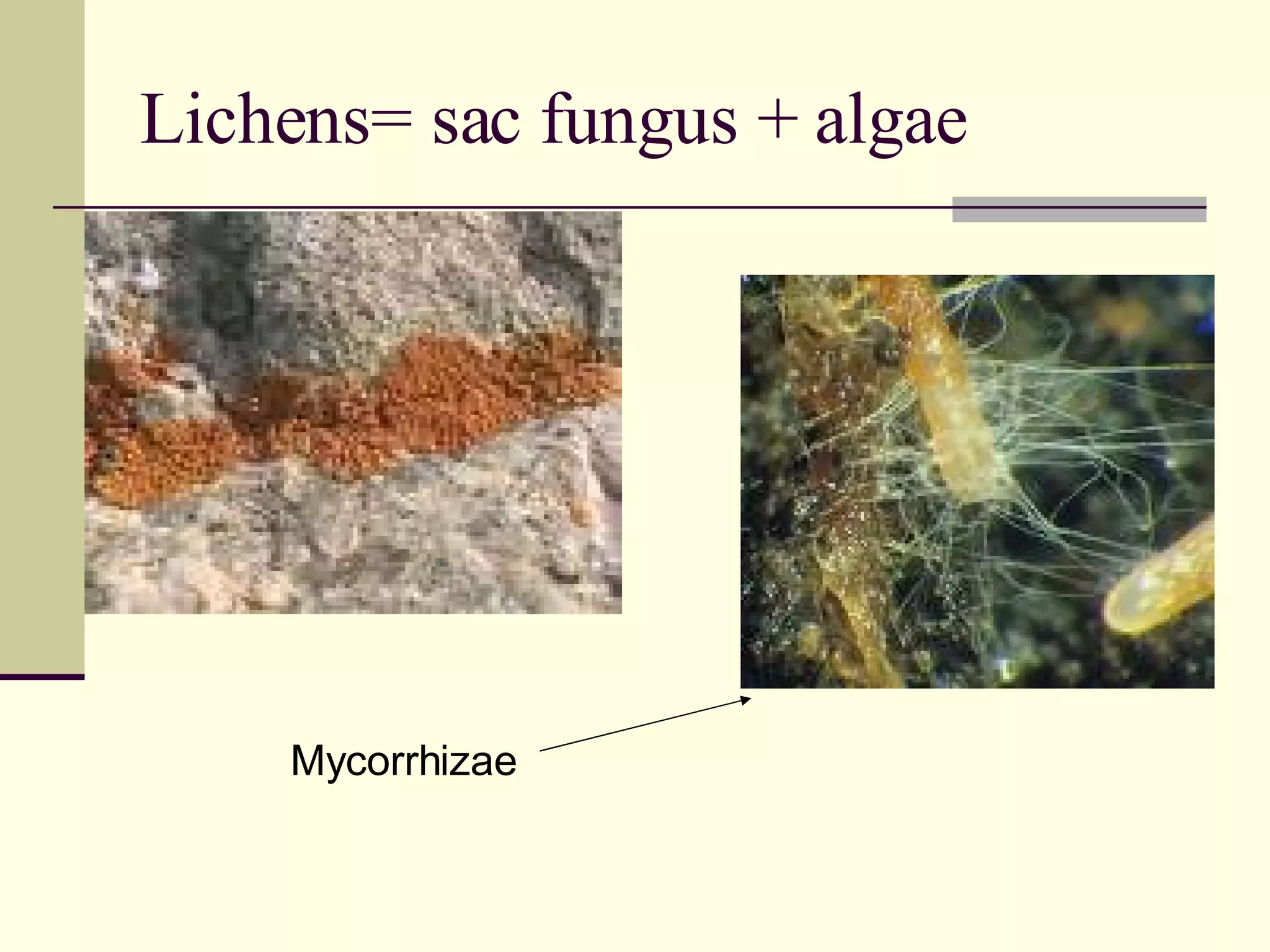 The Amazing World Of Fungus And Protists | PPT