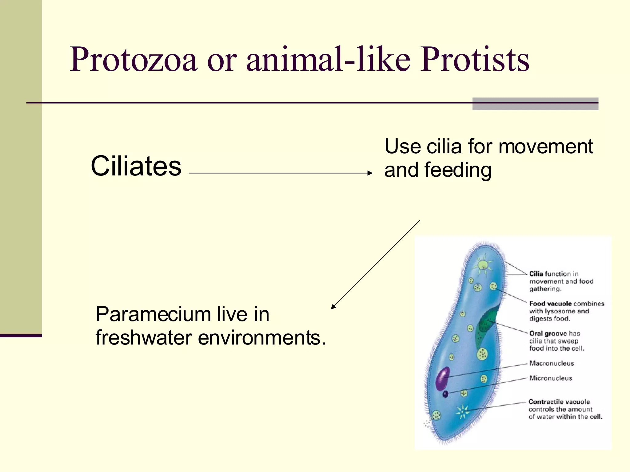 The Amazing World Of Fungus And Protists | PPT