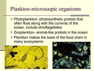 The Amazing World Of Fungus And Protists | PPT