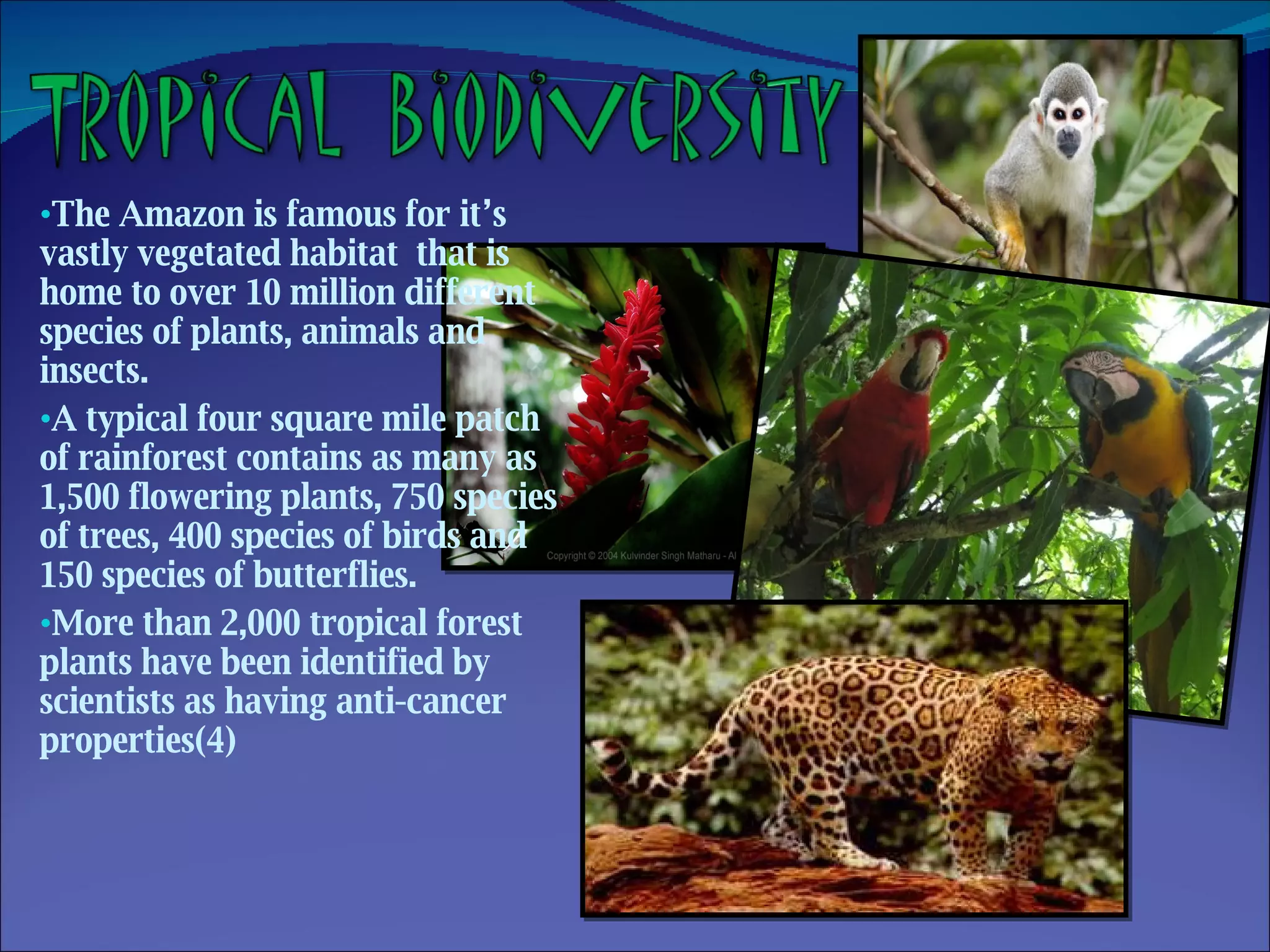 T07_The AmazonRainforest_0842075 | PPT