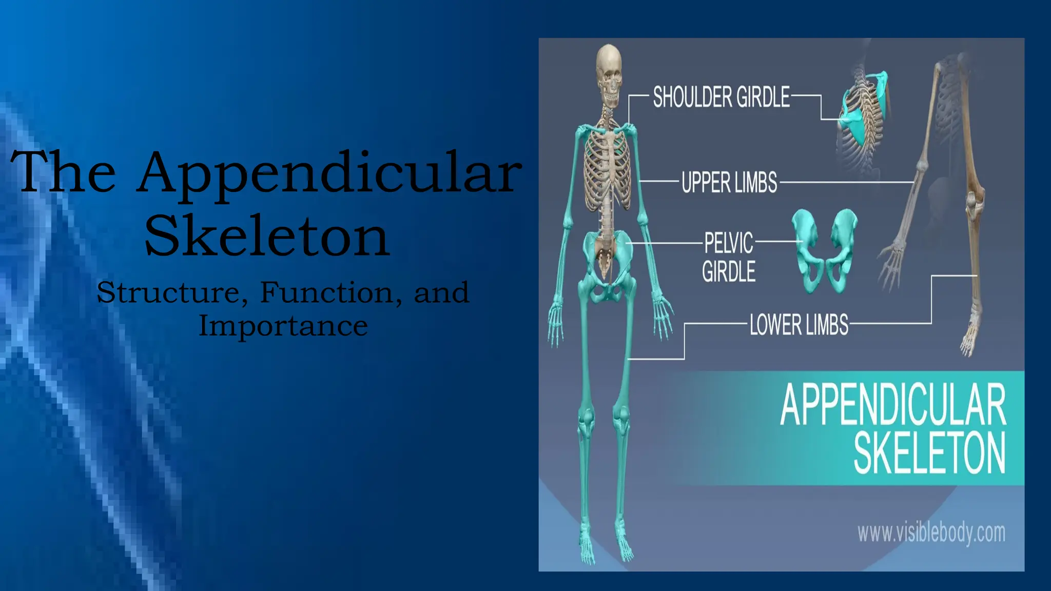 The-Appendicular-Skeleton of Human Body-1-2.pptx
