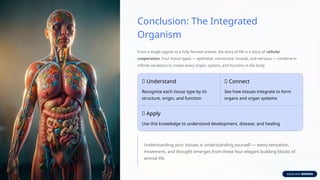 The Architecture of Life: Exploring the Four Fundamental Animal Tissue ...