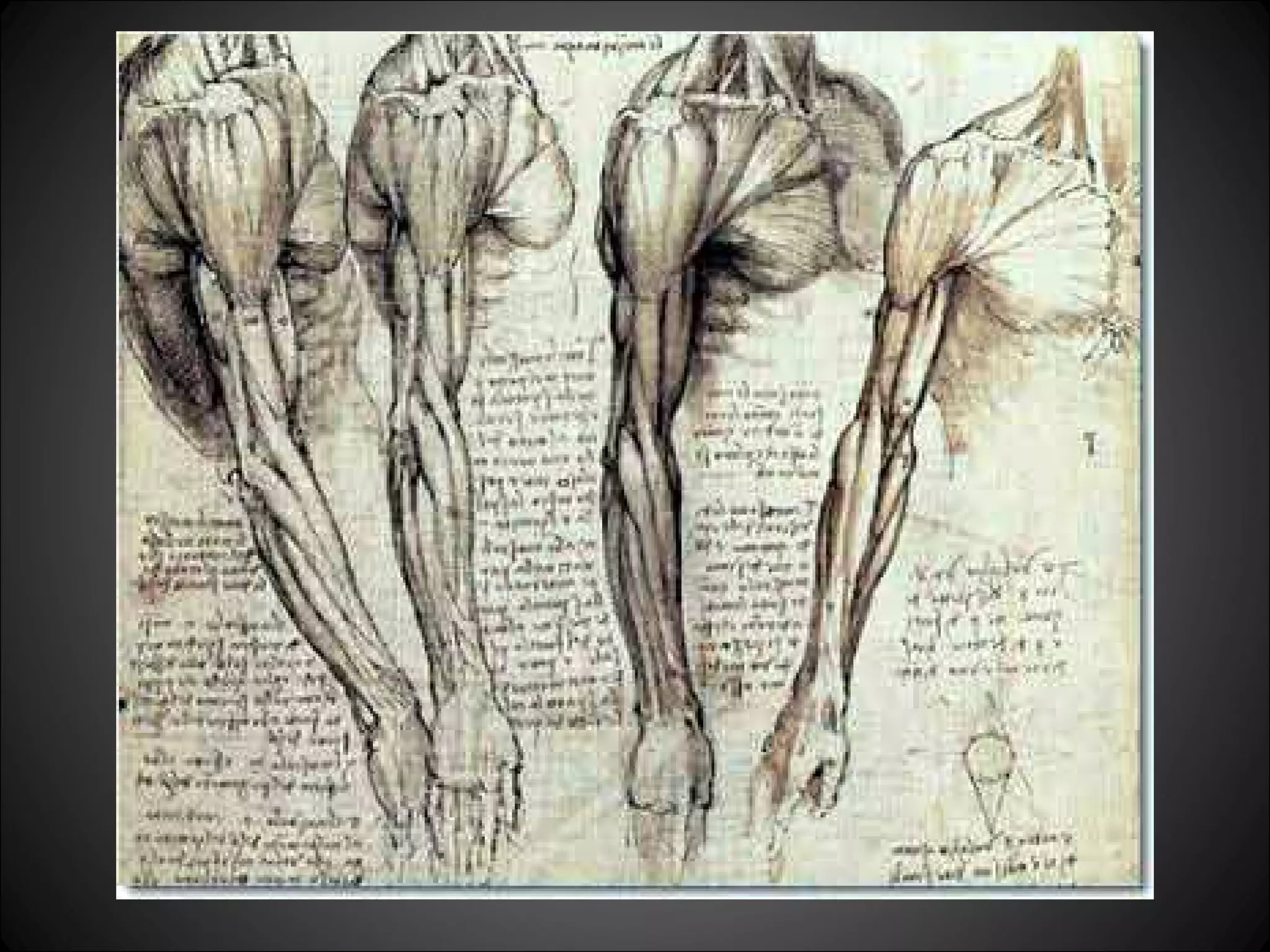 The Art Of Anatomy | PPT