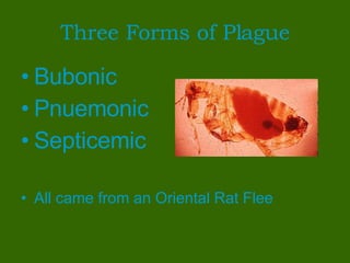 The Black Plague | PPT