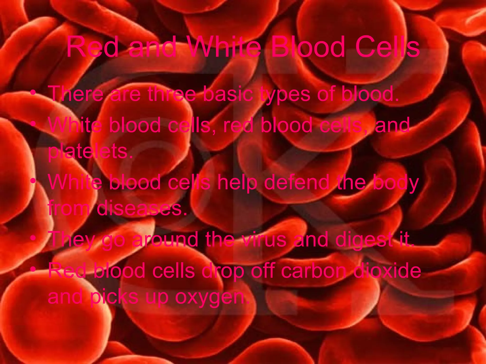 The Blood | PPT | Blood Disorders | Diseases and Conditions