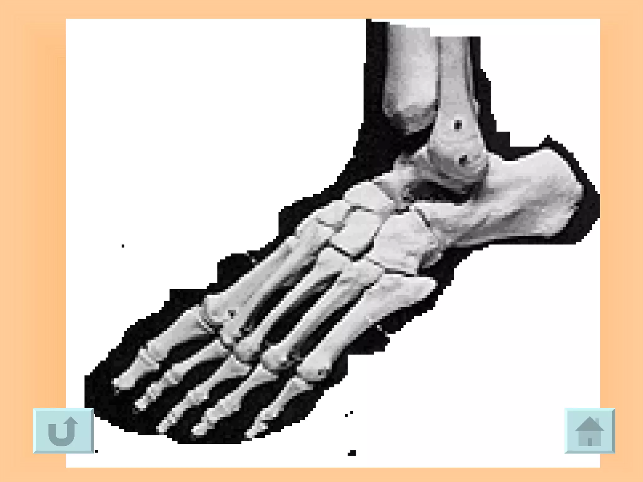 The Body Machine | PPS