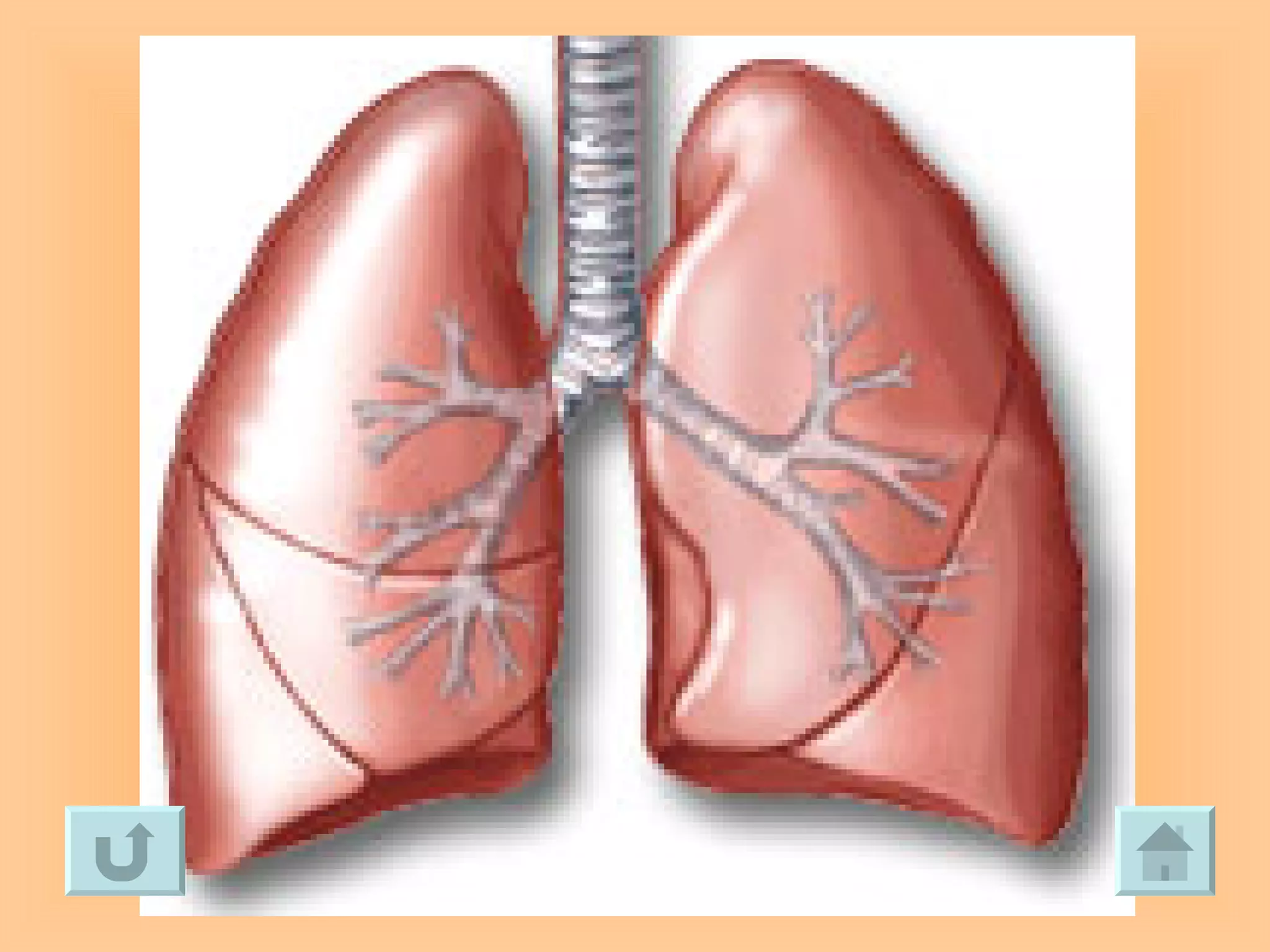 The Body Machine | PPS