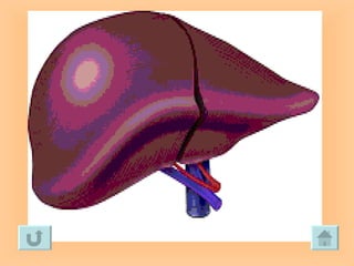 The Body Machine | PPT