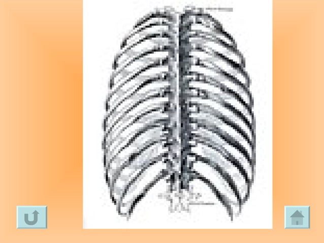 The Body Machine | PPS