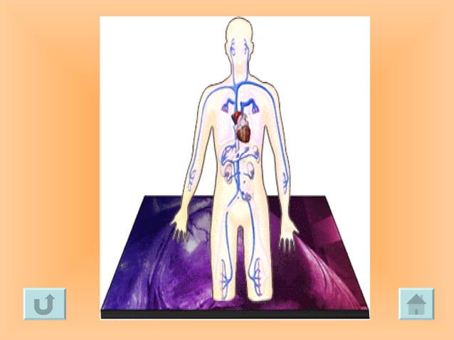 The Body Machine | PPS