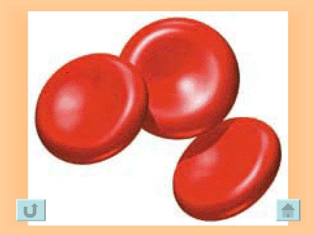 The Body Machine | PPS