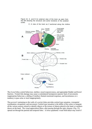 The Brain and Some Further Considerations | PDF