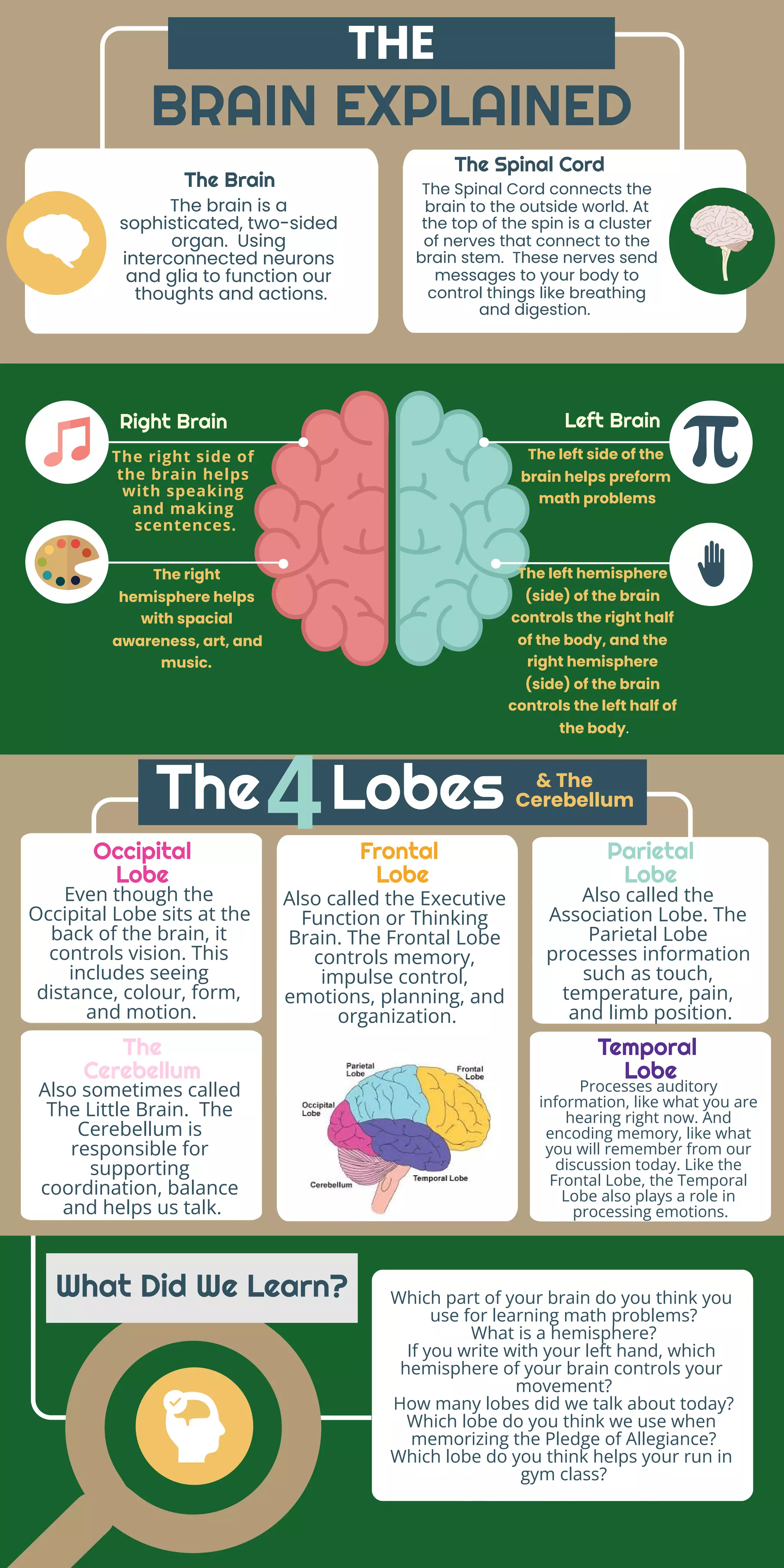 The Brain Explained | PDF