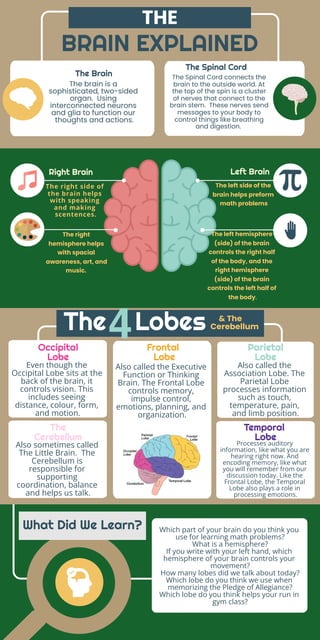 The Brain Explained | PDF