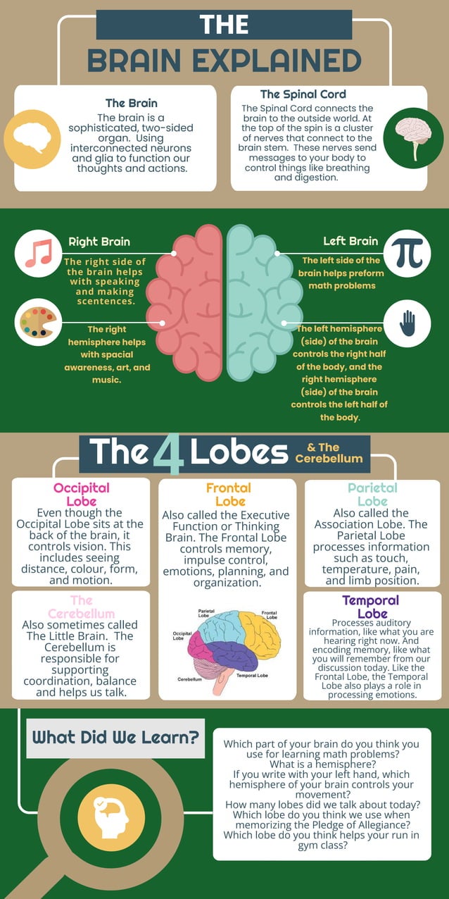 The Brain Explained | PDF
