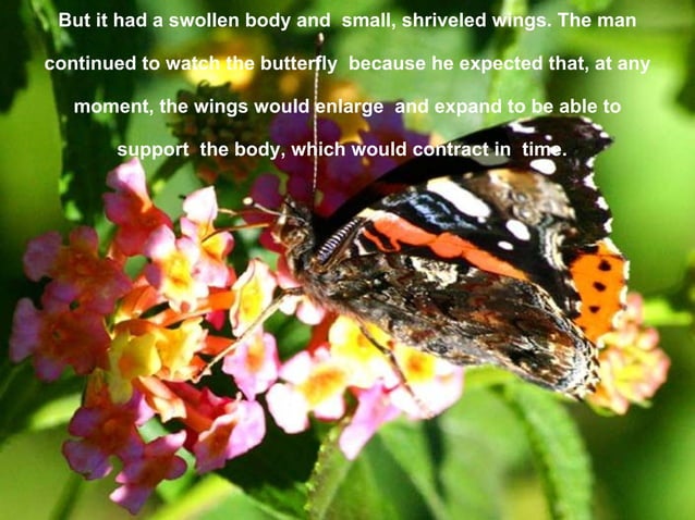 The Butterfly Story | PPS