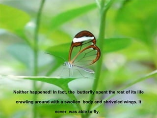 The Butterfly Story | PPS