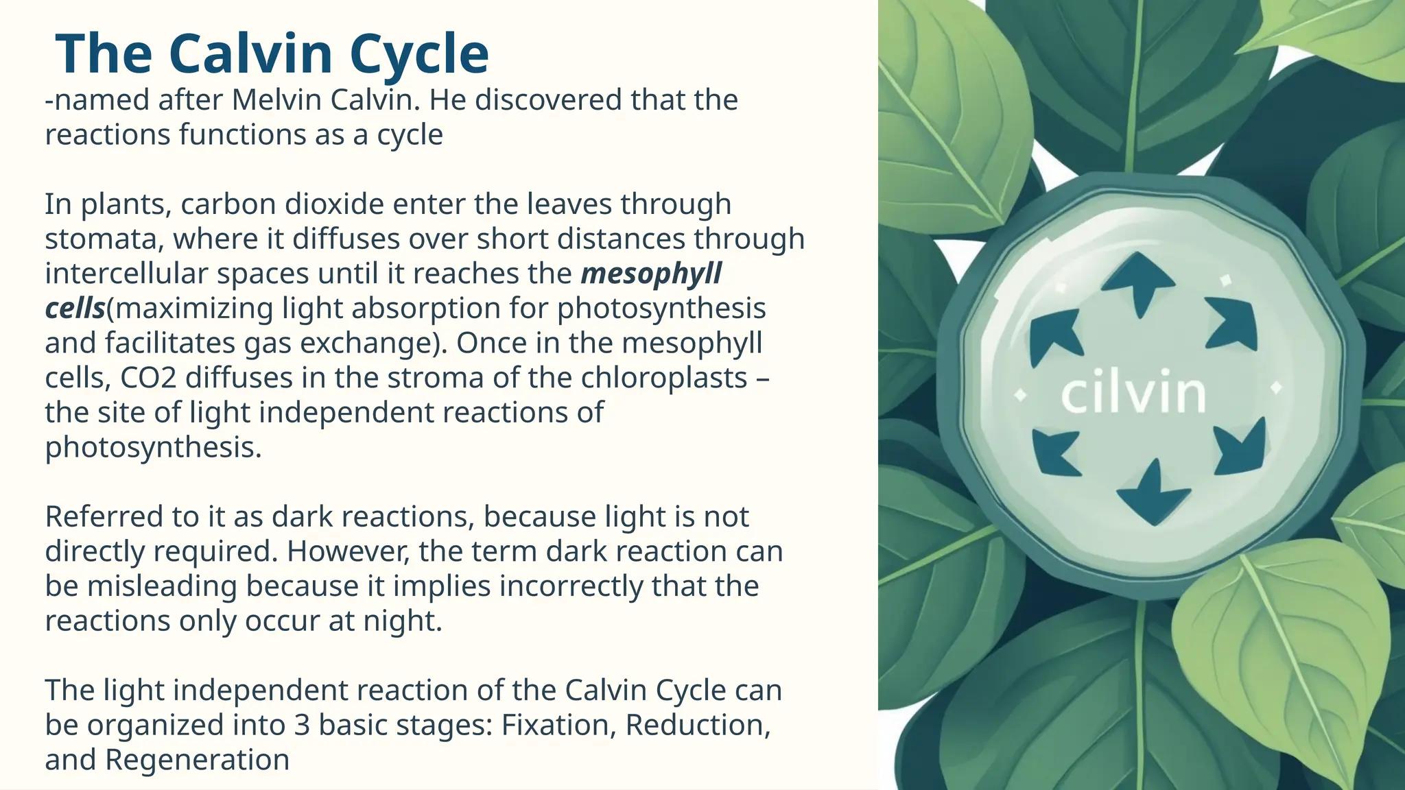 The-Calvin-Cycle-Understanding-Photosynthesis (1).pptx