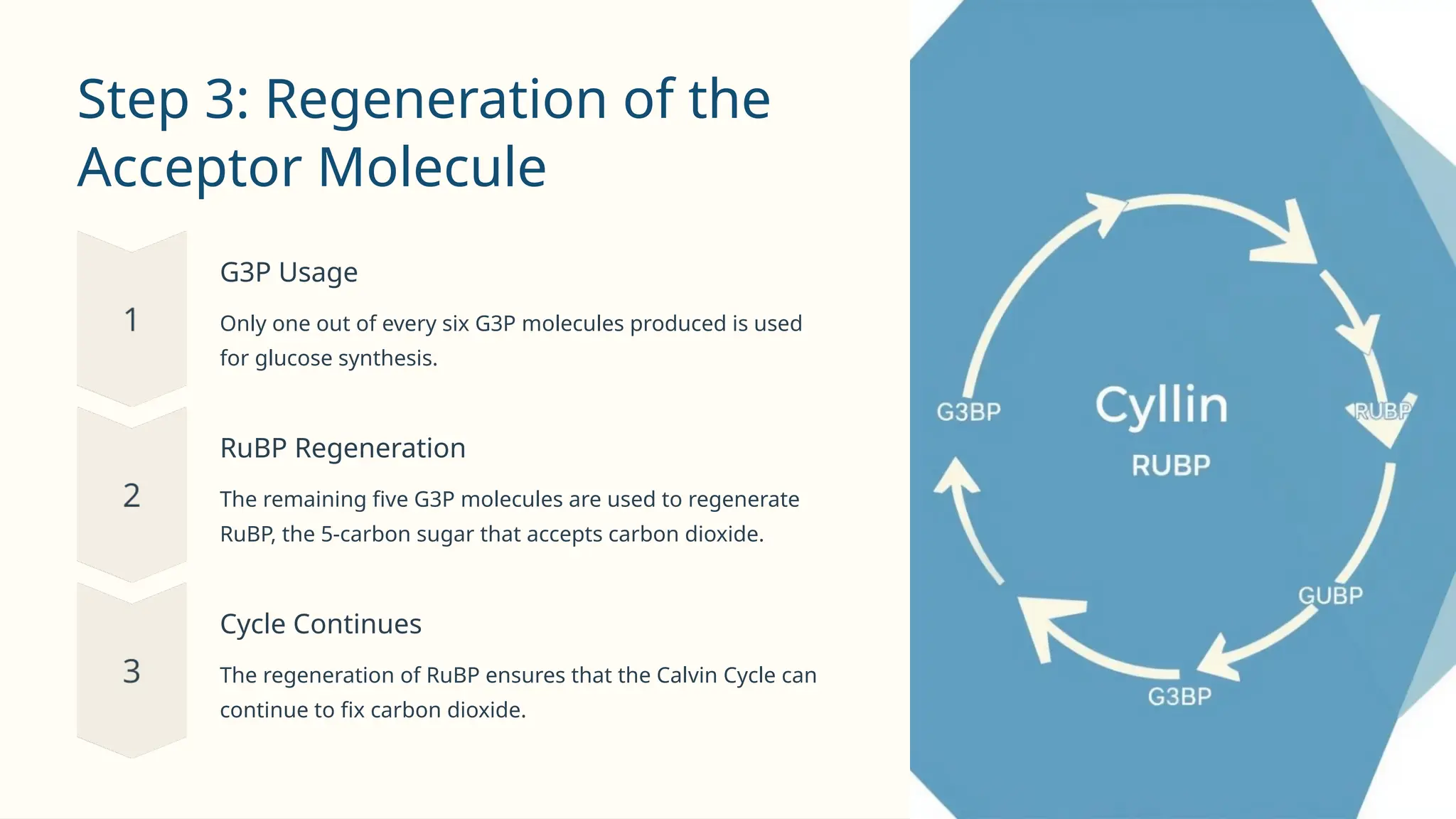 The-Calvin-Cycle-Understanding-Photosynthesis (1).pptx