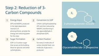 The-Calvin-Cycle-Understanding-Photosynthesis (1).pptx