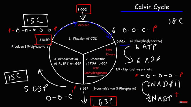 The-Calvin-Cycle-Understanding-Photosynthesis (1).pptx
