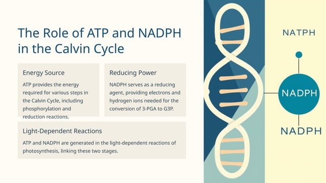 The-Calvin-Cycle-Understanding-Photosynthesis (1).pptx