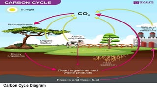 THE-CARBON-CYCLE.pptx