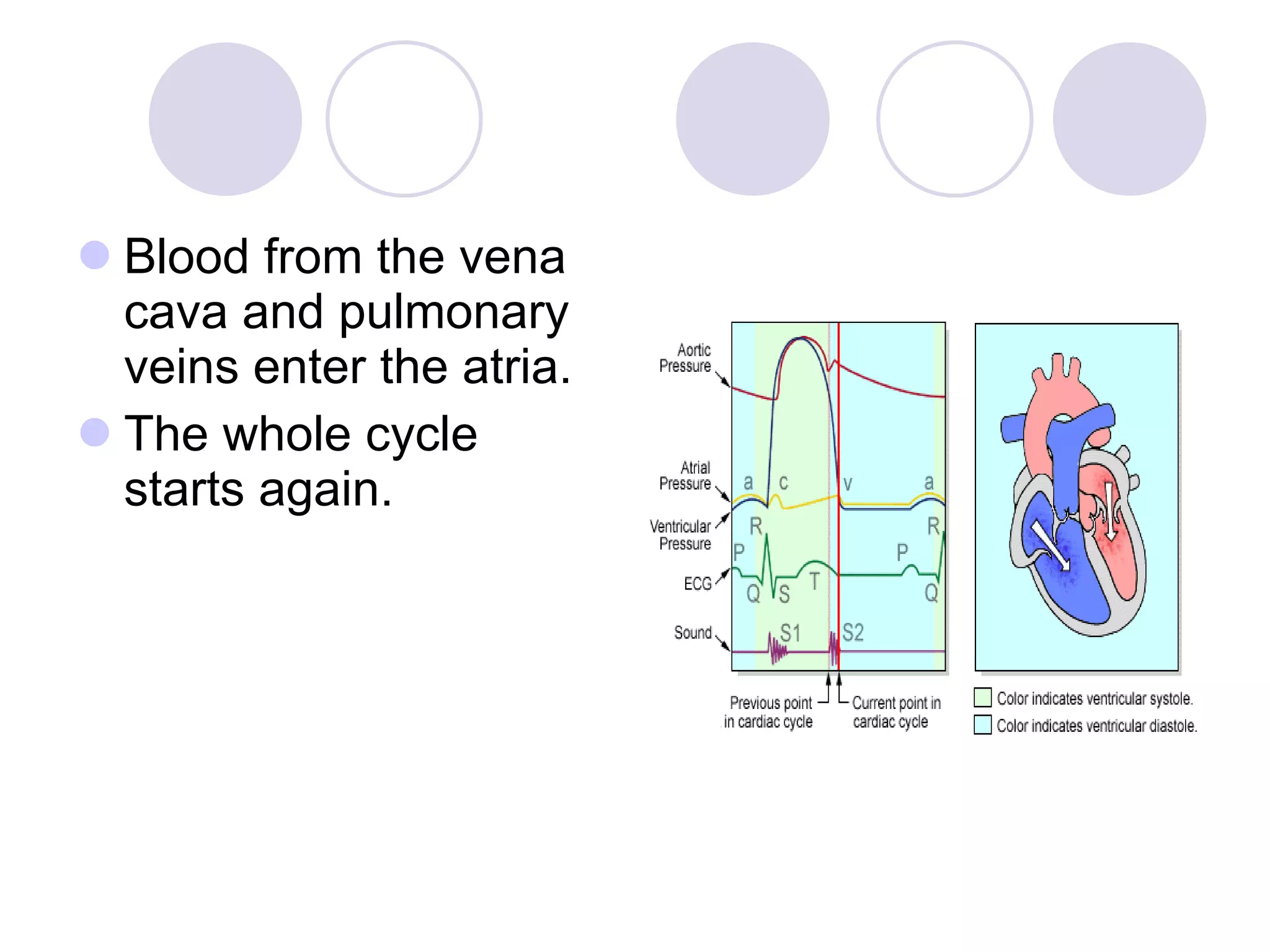 The Cardiac Cycle | PPT