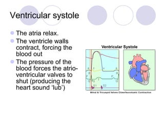 The Cardiac Cycle | PPT