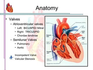 The Cardiovascular System | PPT