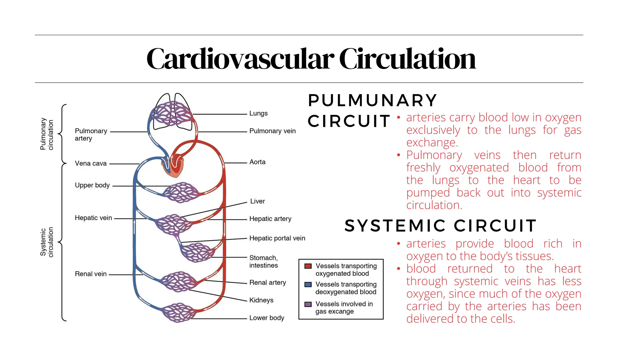 the-cardiovascular-system-Blood-vessels-and-circulation.pdf