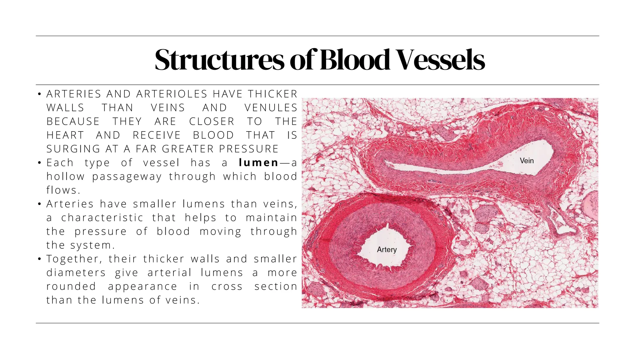 the-cardiovascular-system-Blood-vessels-and-circulation.pdf