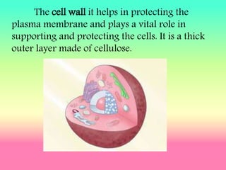 The cell | PPTX