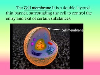 The cell | PPTX