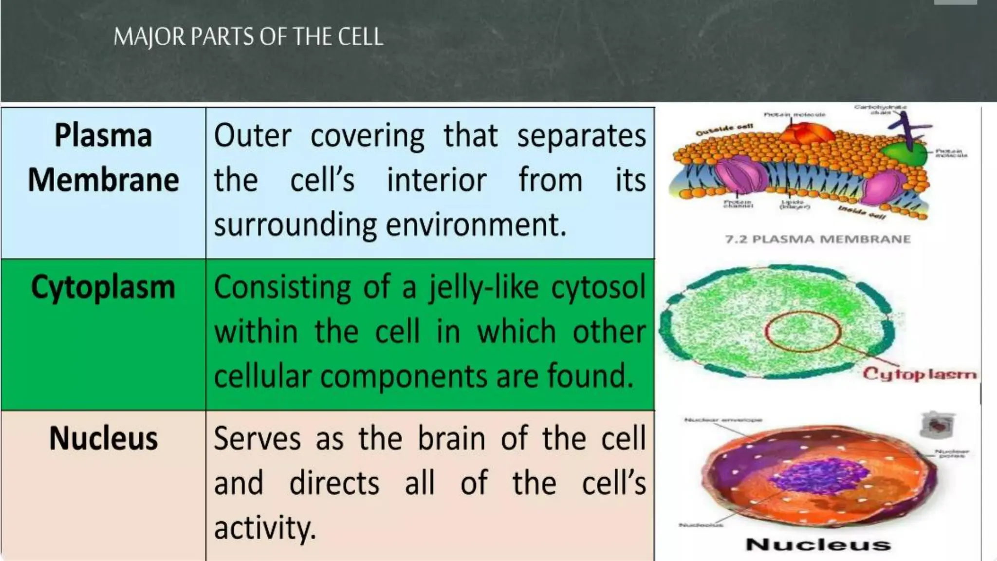 THE-CELL PDF Biology grade 12 and grade 11 | PPT | Free Download