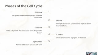 The-Cell-Cycle mitosis and meiosis .pptx