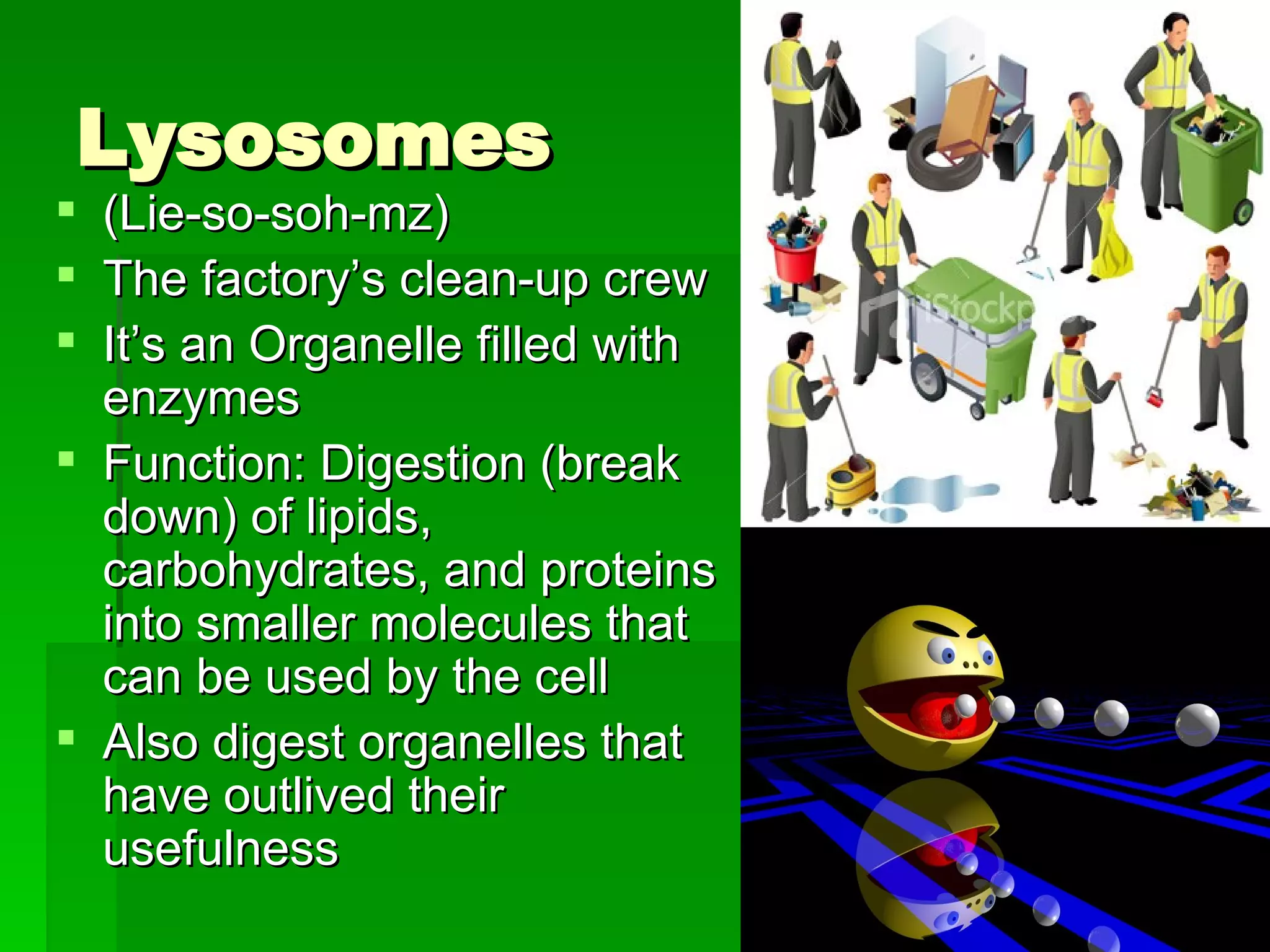 The Cell Factory | PPT