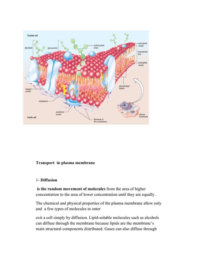 The Cell Structure & Function | PDF | Biological Sciences | Science