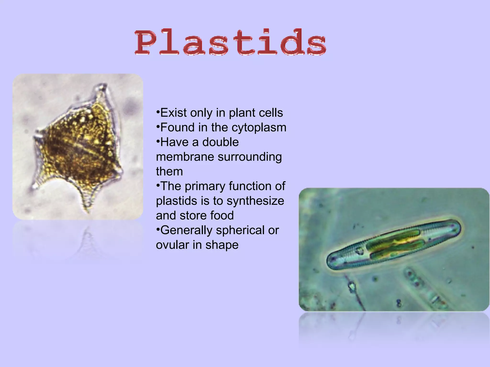 The Cell Project | PPT
