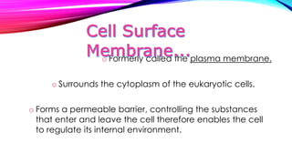 Cell Surface Membrane | PPT