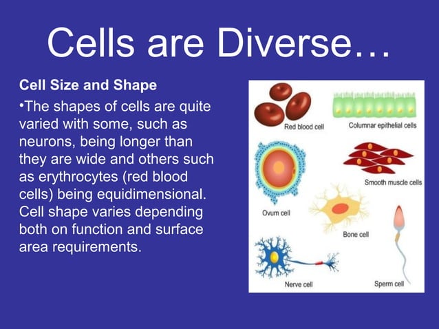 The cell-theory | PPT