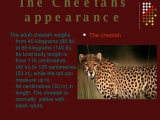 The Cheetah And The Ostrich | PPT | Zoos & Aquariums | Attractions