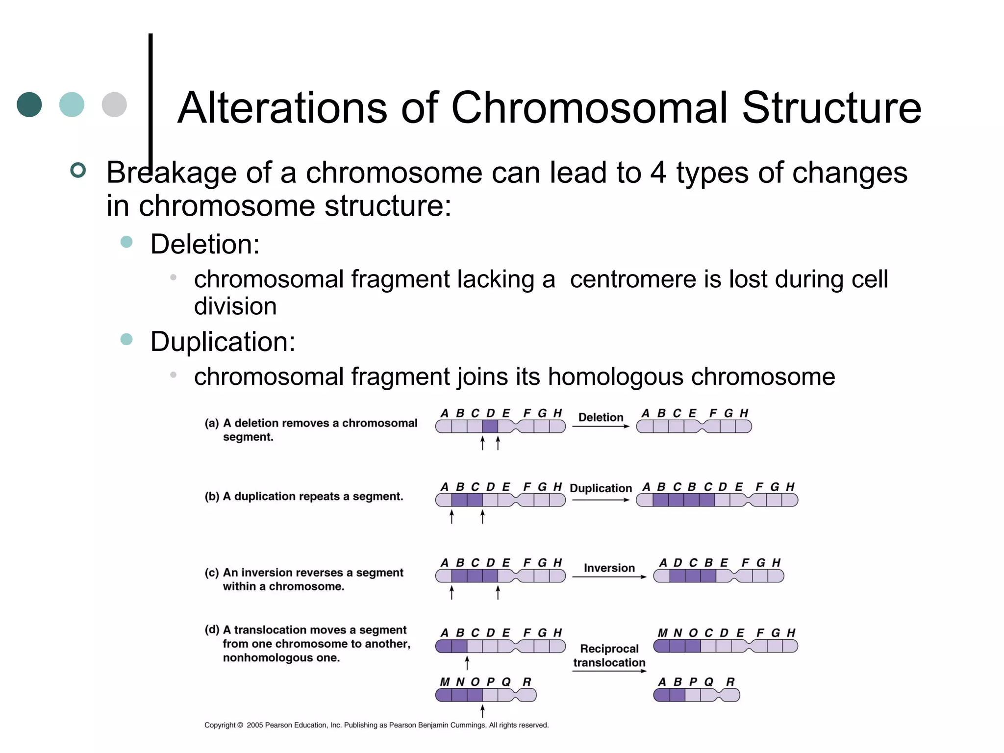 The Chromosomal Basis Of Inheritance | PPT | Genetics | Science